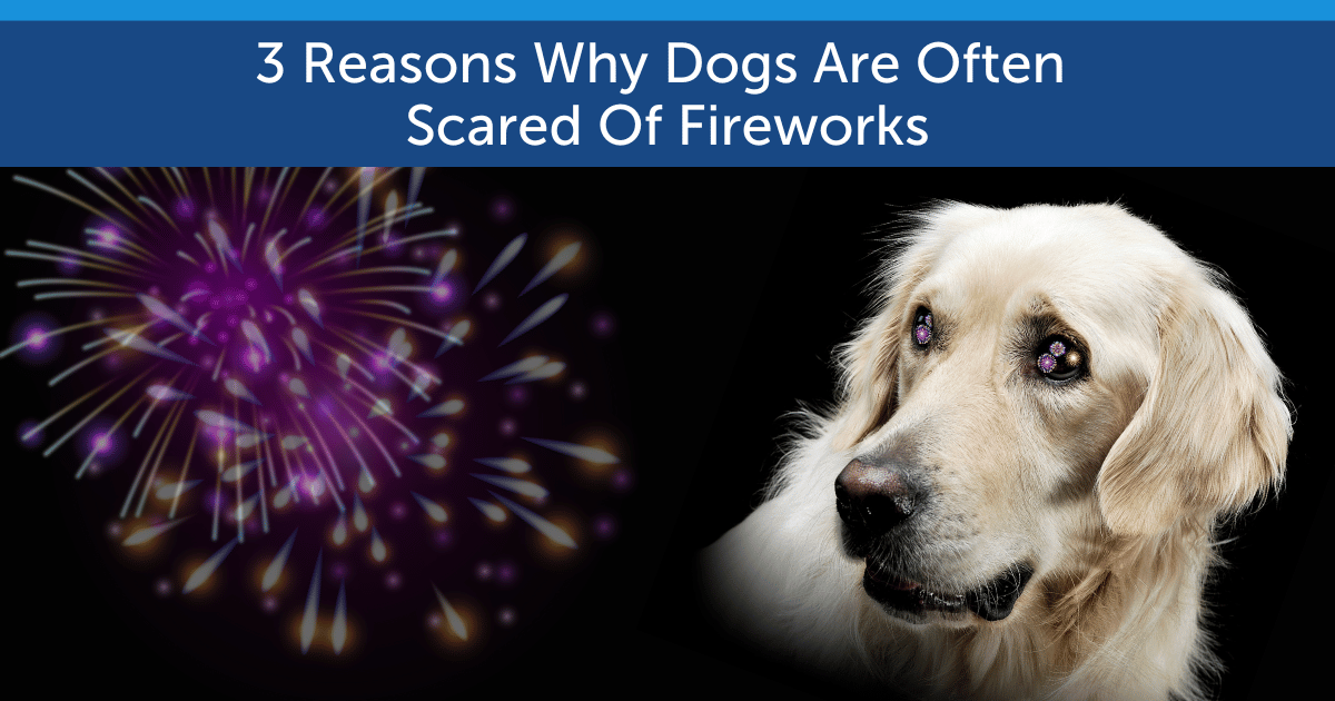 3 Reasons Why Dogs Are Often Scared Of Fireworks | ADAPTIL