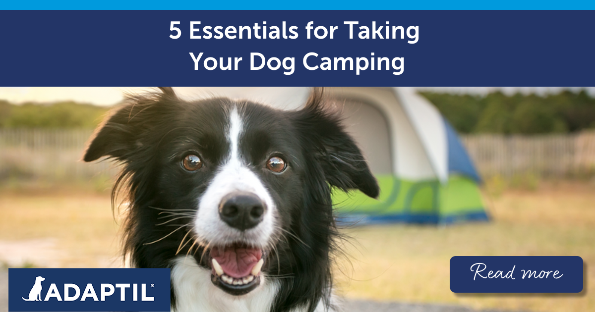 5 Essentials For Taking Your Dog Camping | ADAPTIL
