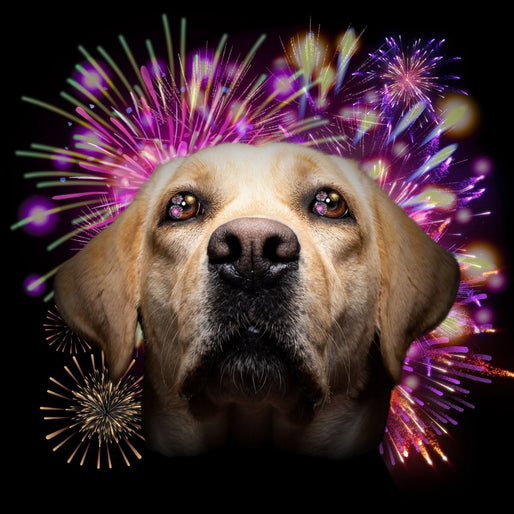 ADAPTIL - Experts In Dog Wellbeing | Thundershirt & ADAPTIL