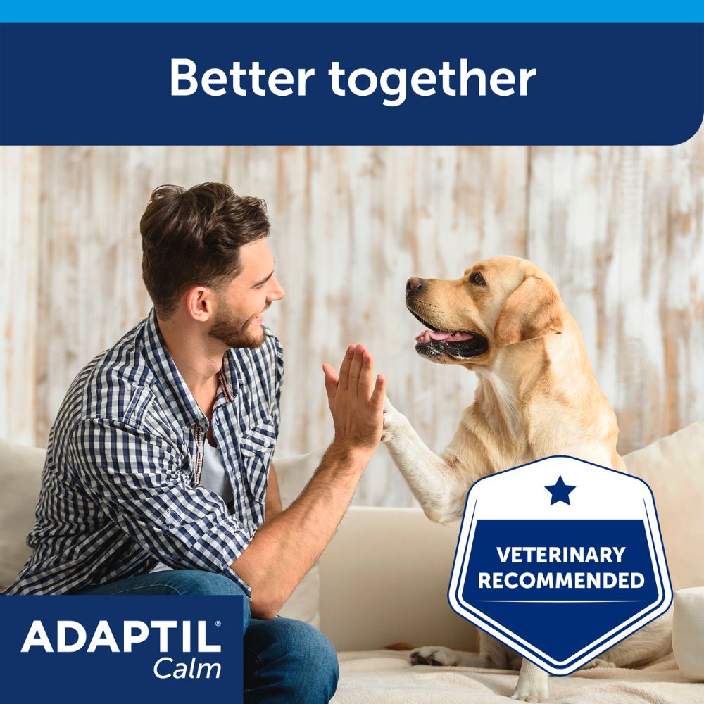 ADAPTIL Calm Collar | Dog Calming Collar | Shop Online