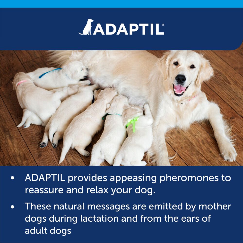 ADAPTIL Calm Collar | Dog Calming Collar | Shop Online