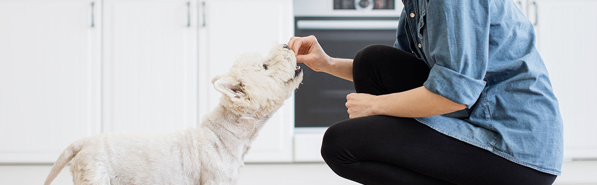 ADAPTIL Chew | Dog Calming Treats | Shop Online