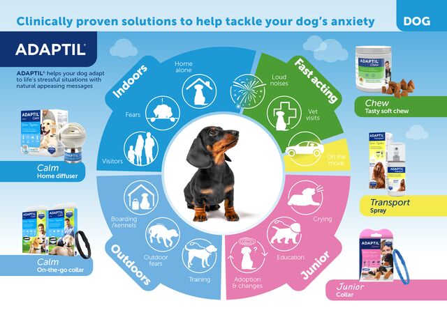 Pet Anxiety Month | Understand Dog Stress | ADAPTIL