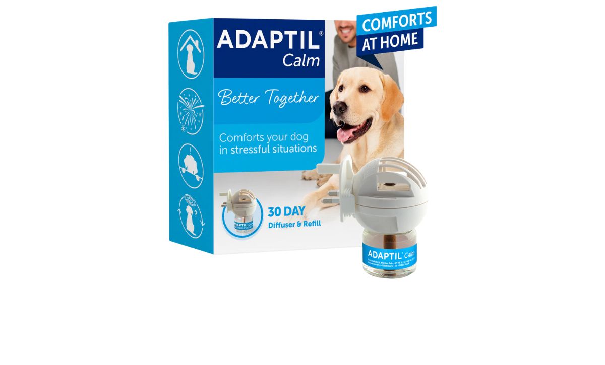 Fireworks | Advice For Dogs Scared Of Fireworks | ADAPTIL