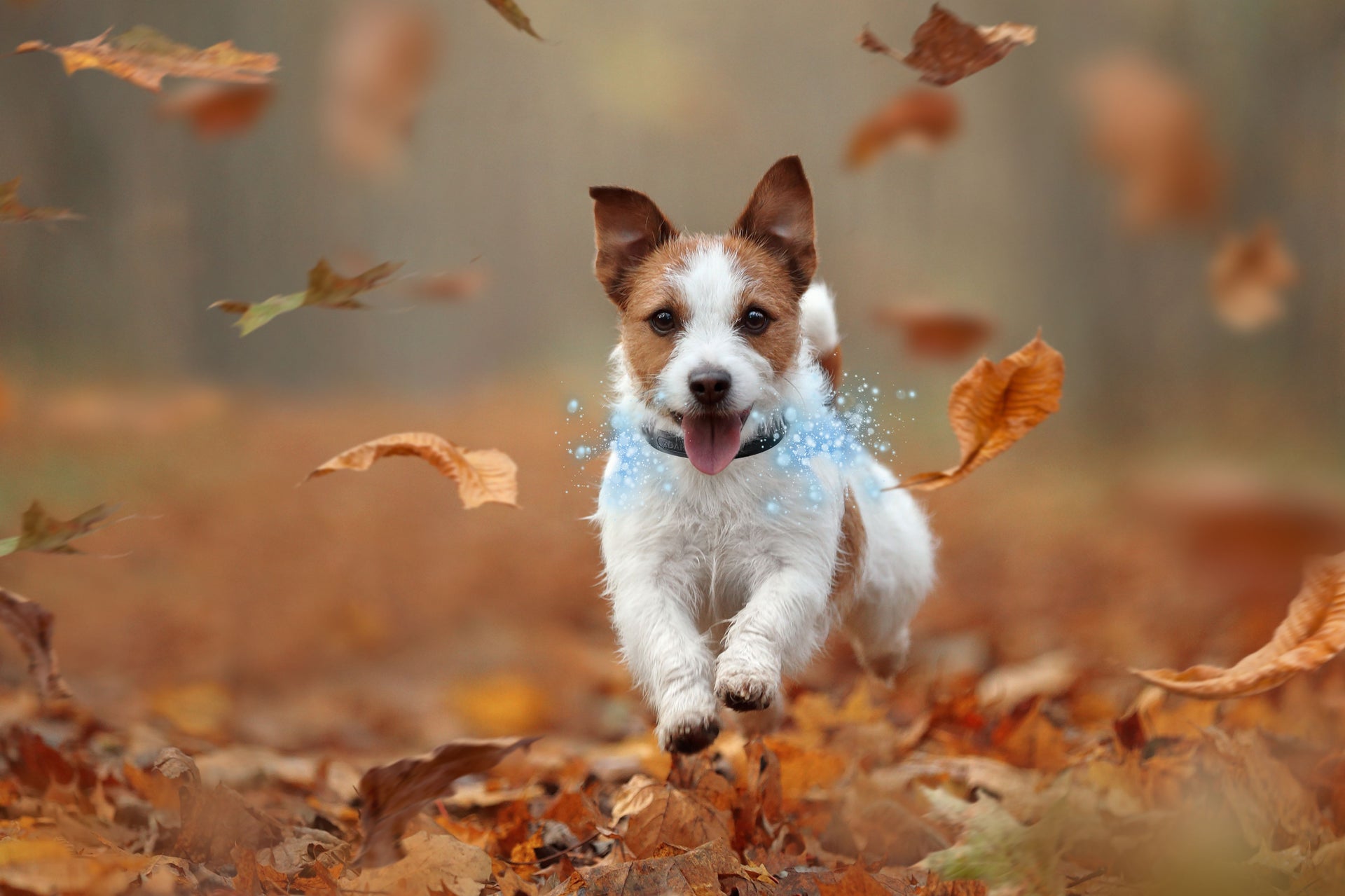 ADAPTIL Calm Collar - Calming Pheromone Collar for Dogs