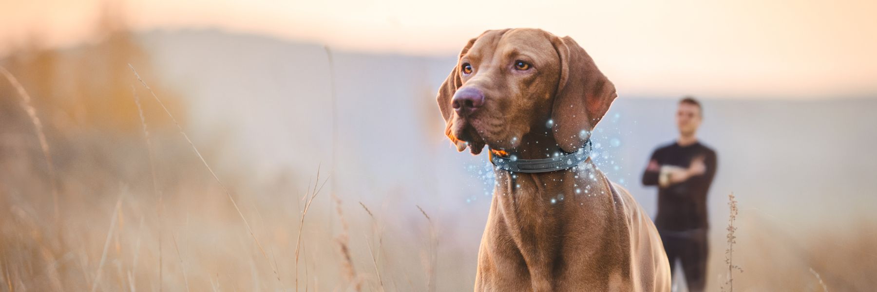 ADAPTIL Calm Collar - Calming Pheromone Collar for Dogs